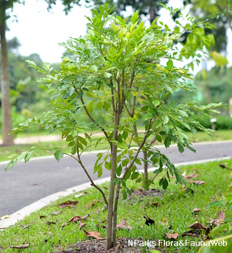 NParks | Radermachera sinica