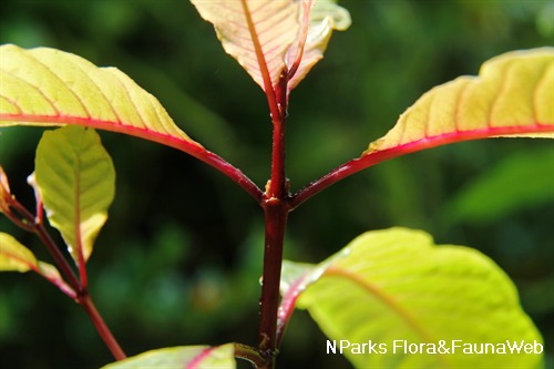 NParks | Fuchsia arborescens