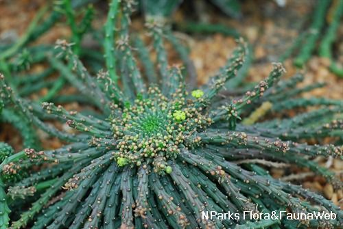 NParks | Euphorbia flanaganii
