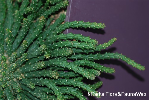 NParks | Euphorbia flanaganii