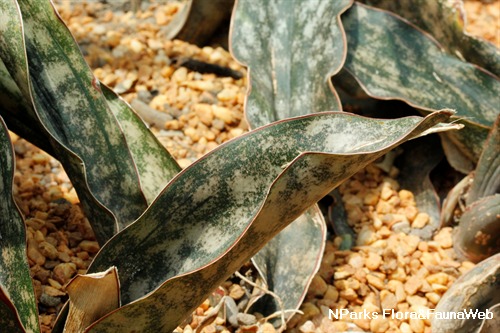 NParks | Dracaena pethera var pulchra'Coppertone'