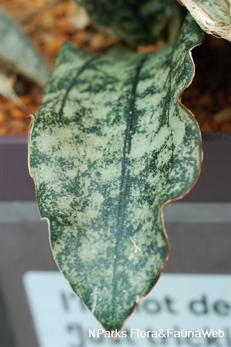 NParks | Dracaena pethera var pulchra'Coppertone'