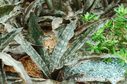 NParks | Dracaena pethera var pulchra'Coppertone'