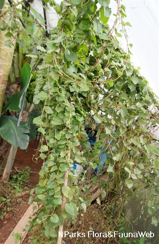NParks | Anredera cordifolia
