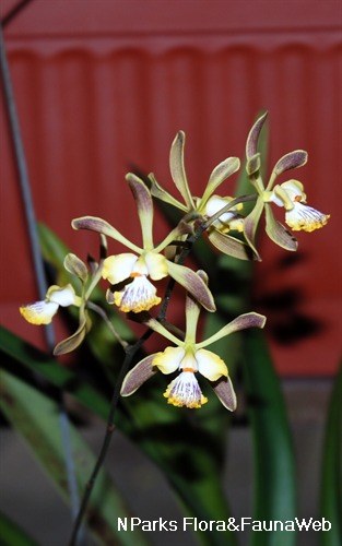 NParks | Encyclia alata