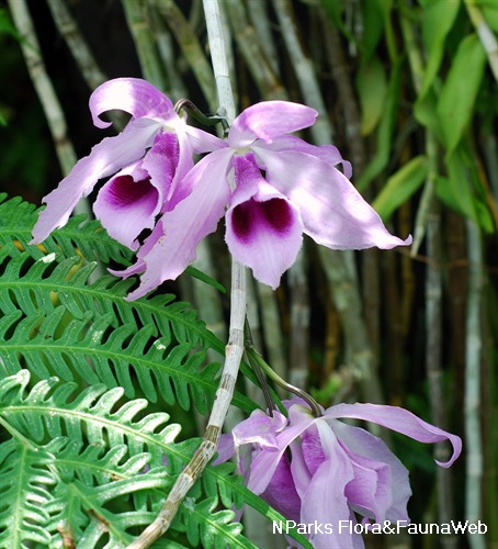 NParks | Dendrobium anosmum