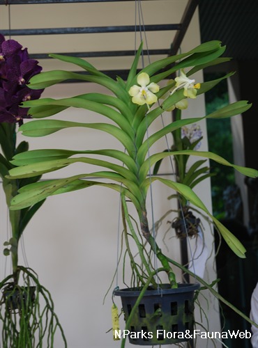 NParks | Vanda dearei