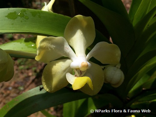 NParks | Vanda limbata