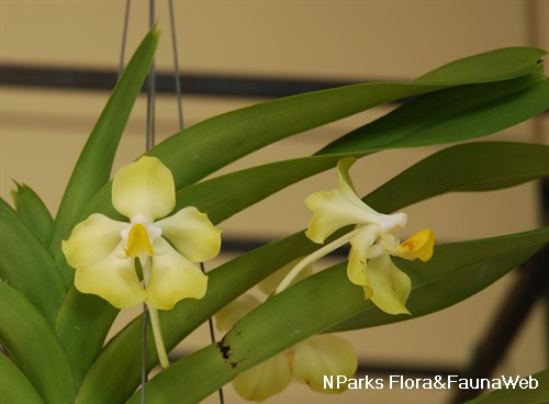 NParks | Vanda dearei