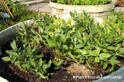 NParks | Vigna subterranea