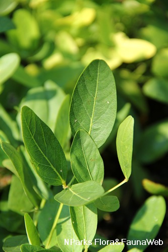 NParks | Vigna subterranea