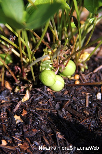 NParks | Vigna subterranea