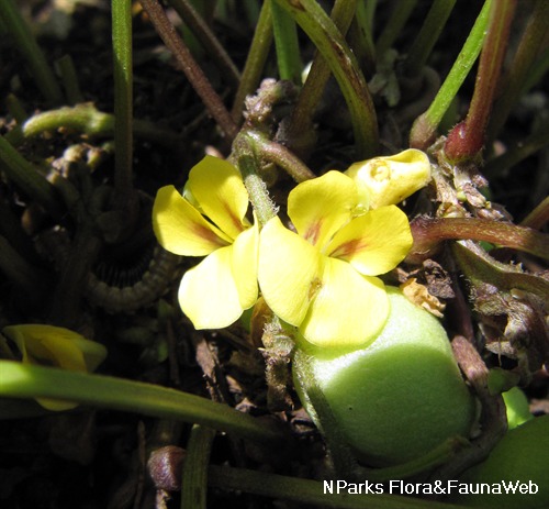 NParks | Vigna subterranea