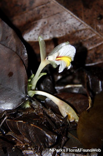 NParks | Elettariopsis latiflora