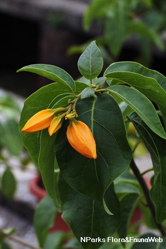 NParks | Juanulloa mexicana