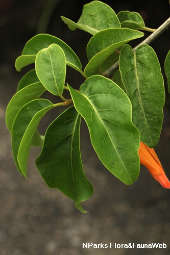 NParks | Juanulloa mexicana