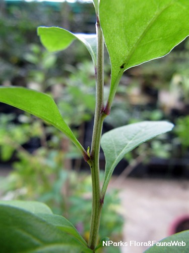 NParks | Lycium chinense