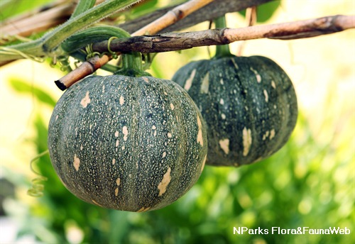 NParks | Cucurbita moschata