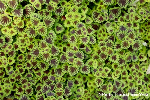 NParks | Coleus scutellarioides 'Chocolate Drop'