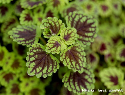 NParks | Coleus scutellarioides 'Chocolate Drop'
