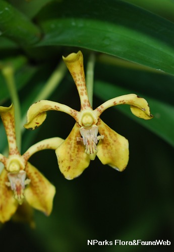 NParks | Vanda limbata