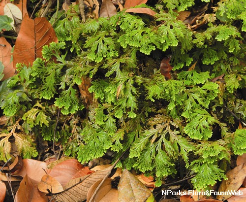 NParks | Selaginella kraussiana