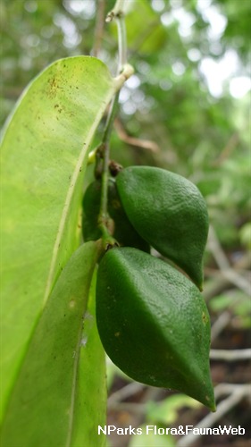 NParks | Merope angulata