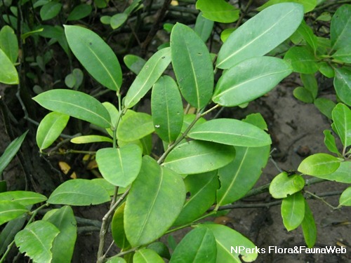 NParks | Merope angulata