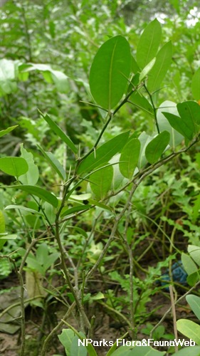 NParks | Merope angulata