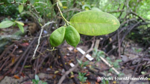 NParks | Merope angulata