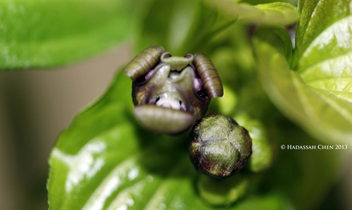 NParks | Tacca palmata