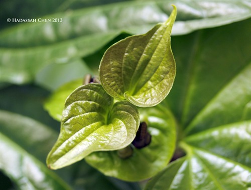 NParks | Tacca palmata