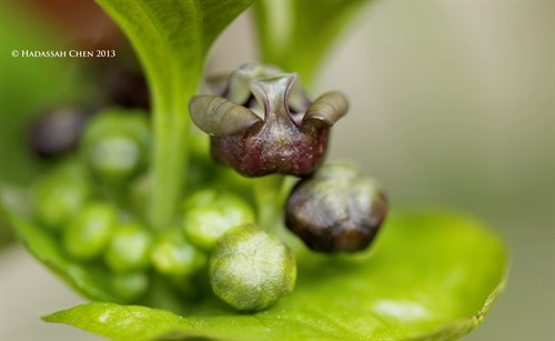 NParks | Tacca palmata