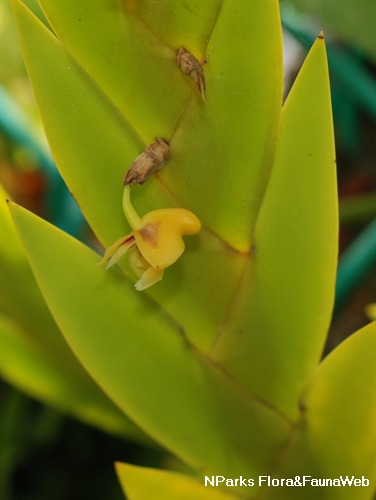 NParks | Dendrobium grande