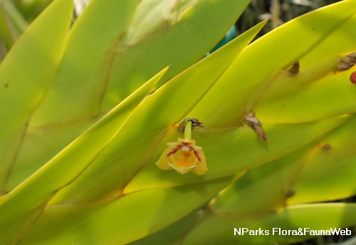 NParks | Dendrobium grande