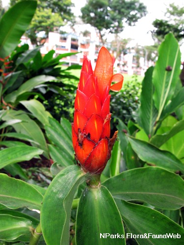 NParks | Costus amazonicus