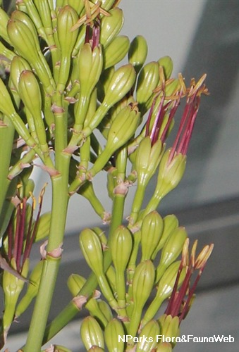 NParks | Agave mitis var mitis'Nova'