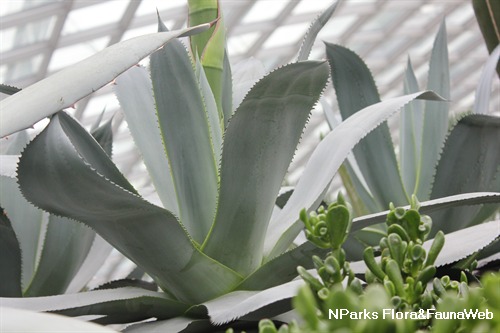 NParks | Agave mitis var mitis'Nova'