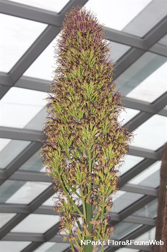 NParks | Agave mitis var mitis'Nova'