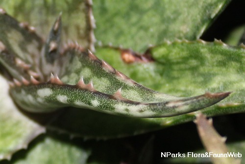 NParks | Aloe fragilis