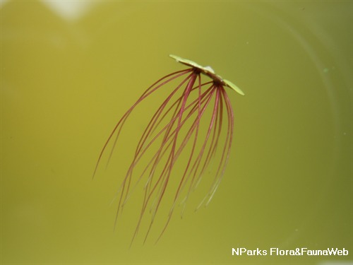 NParks | Spirodela polyrrhiza