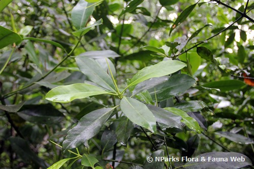 NParks | Bruguiera parviflora