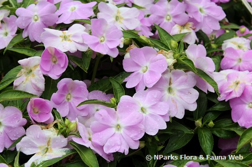 NParks | Impatiens walleriana