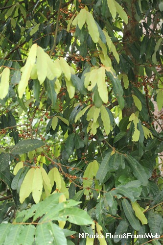 NParks | Knema latericia subsp ridleyi