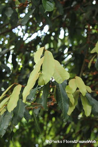 NParks | Knema latericia subsp ridleyi