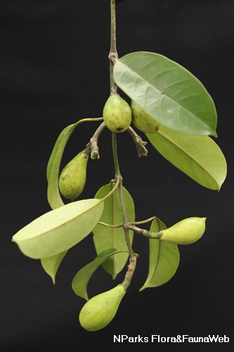 NParks | Andira inermis