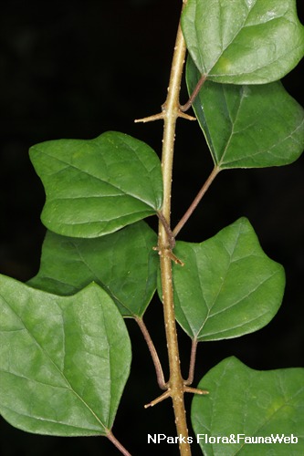 NParks | Gmelina asiatica