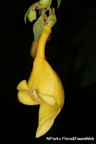 NParks | Gmelina asiatica