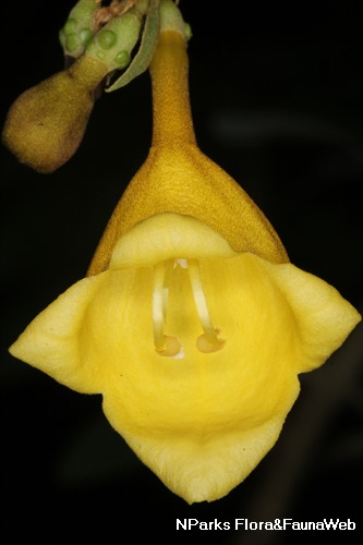 NParks | Gmelina asiatica