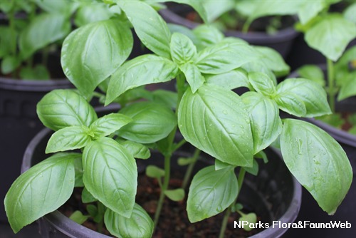 NParks | Ocimum basilicum 'Genovese'